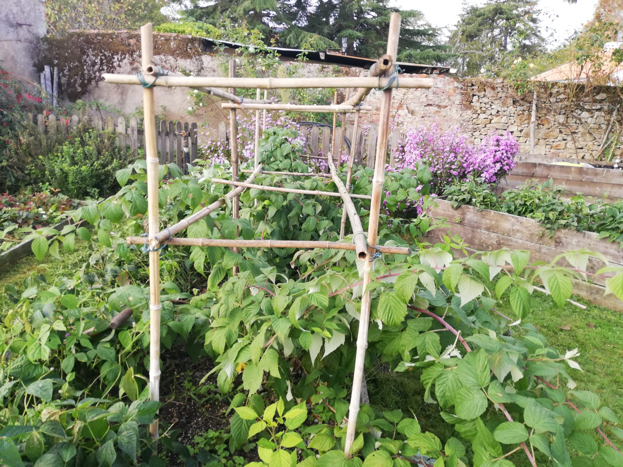 Jolies Framboisiers – Dan Services