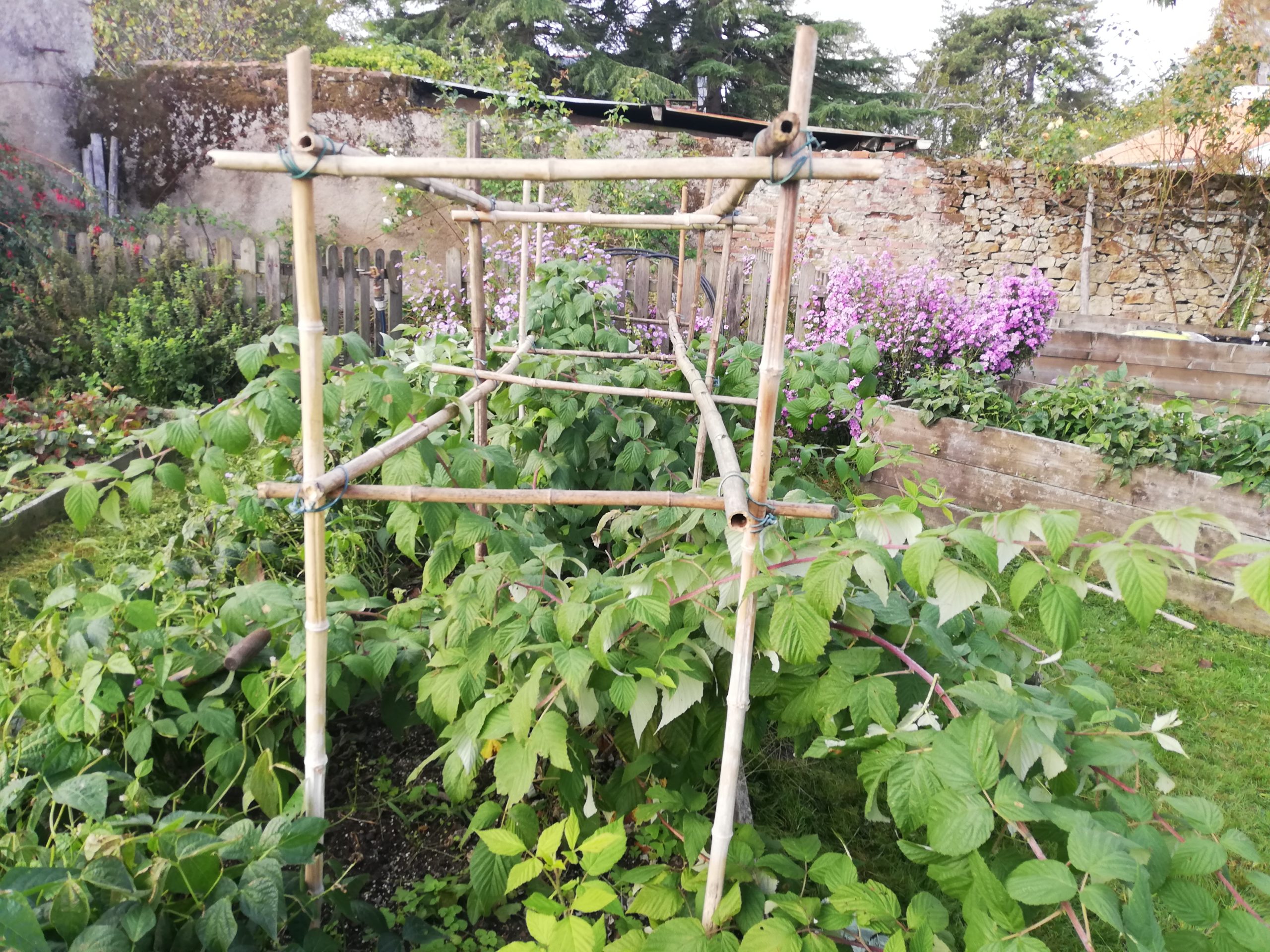 Jolies Framboisiers – Dan Services