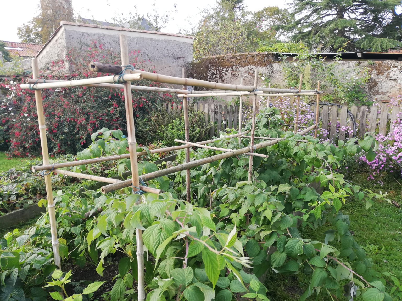 Jolies Framboisiers – Dan Services