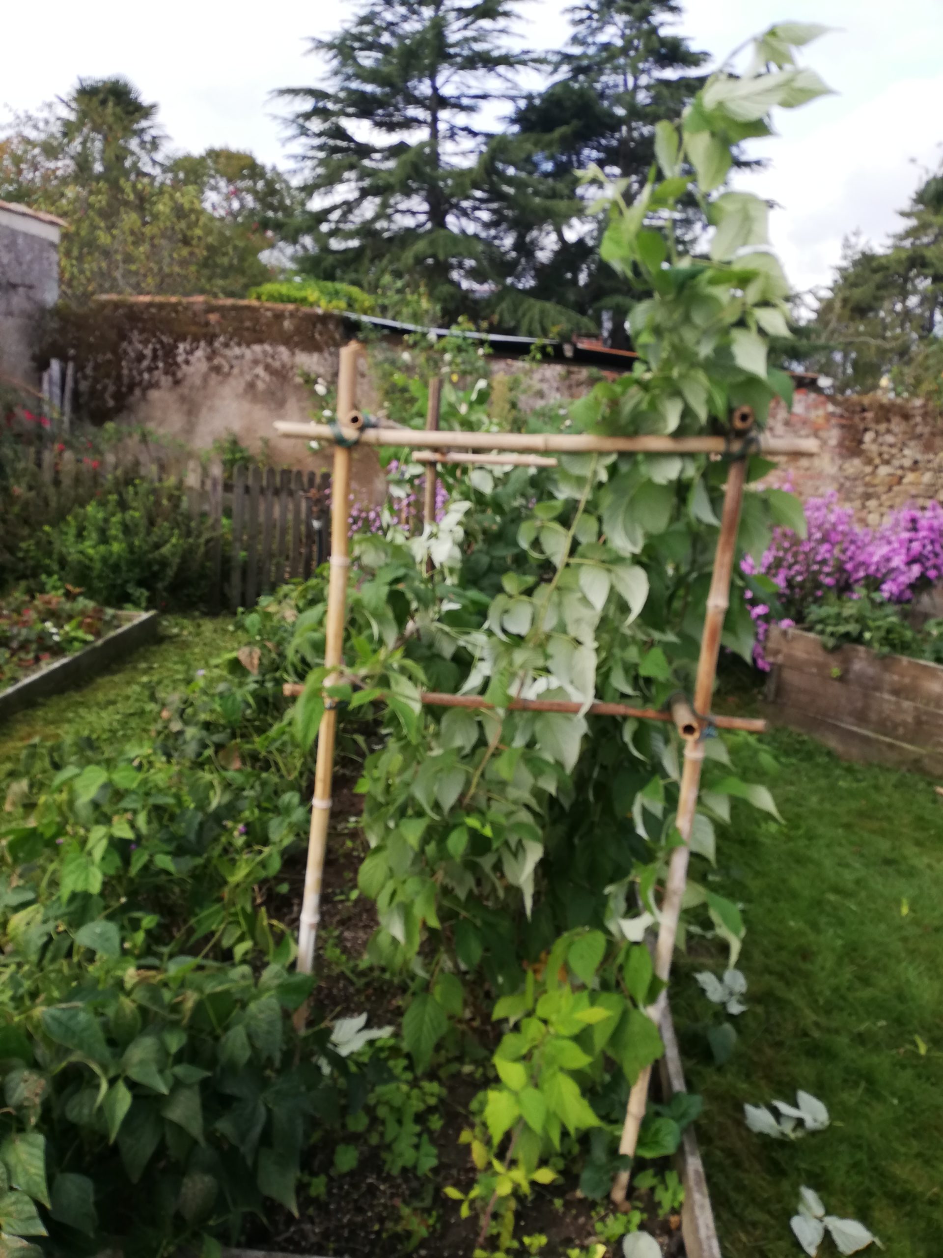 Jolies Framboisiers – Dan Services