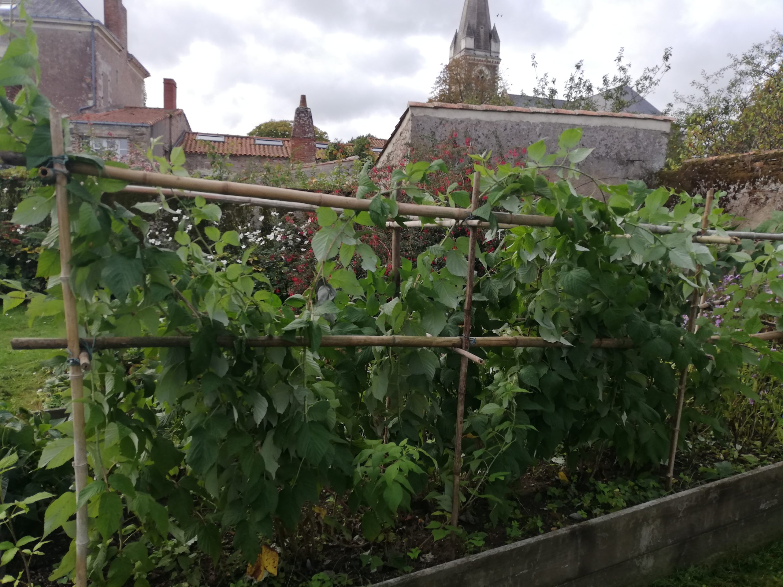 Jolies Framboisiers – Dan Services